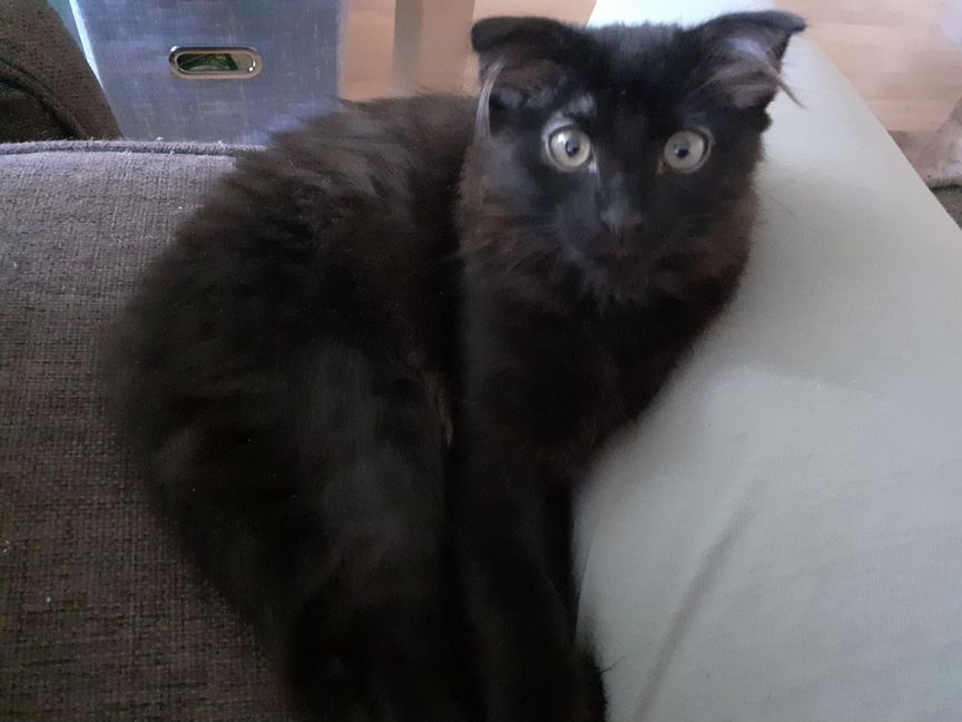 Кошка