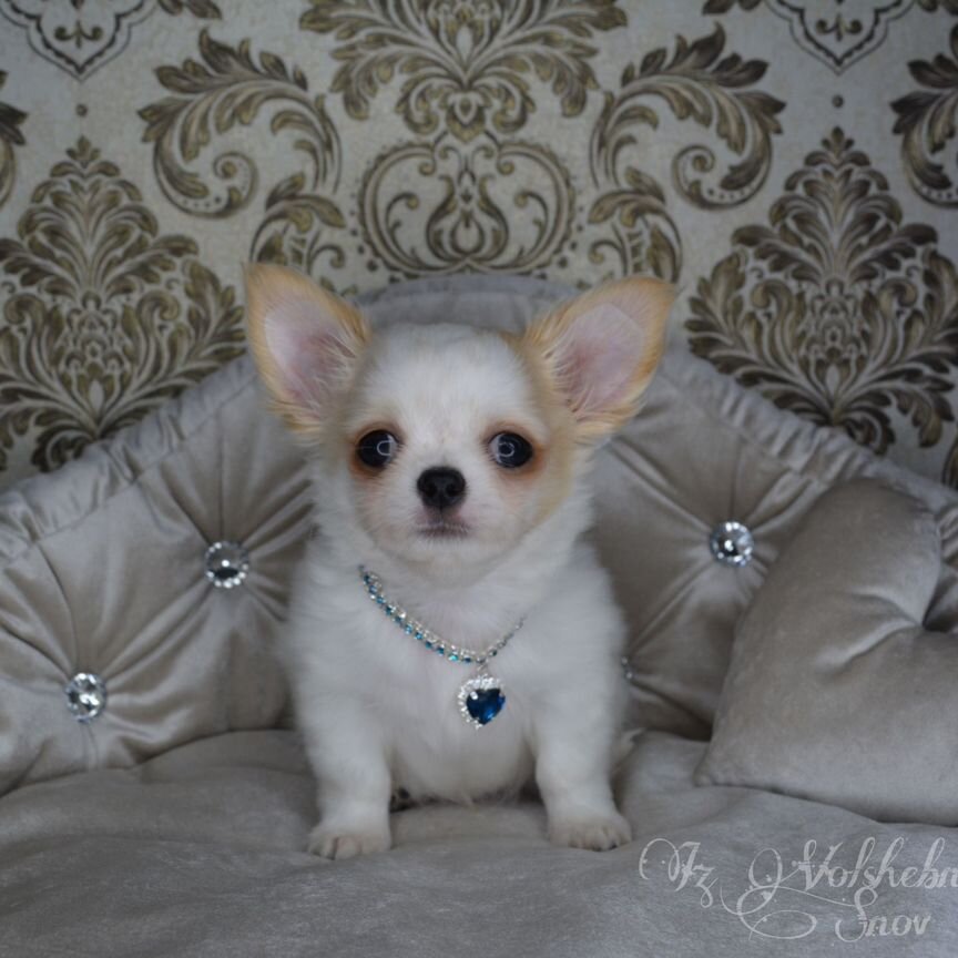 Чихуахуа мальчик