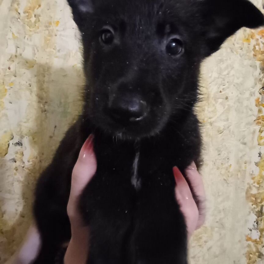 Малинуа сука