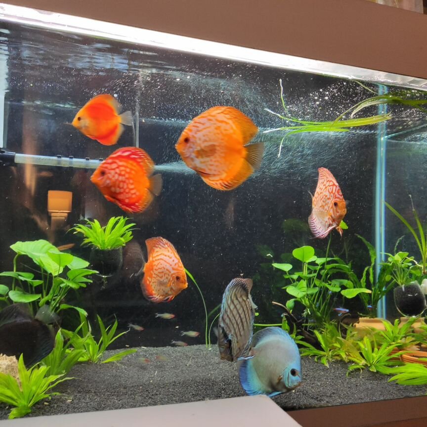 Аквариум с тумбой 300 литров