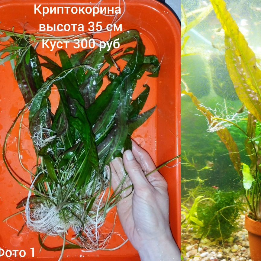 Аквариумное растение