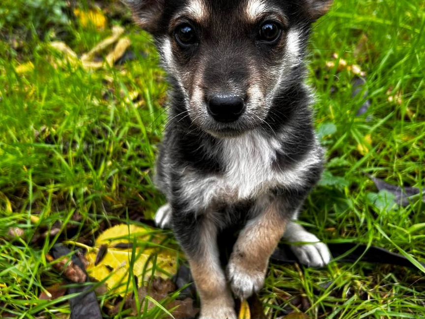 Маленький хвостик в добрые и тёплые ручки