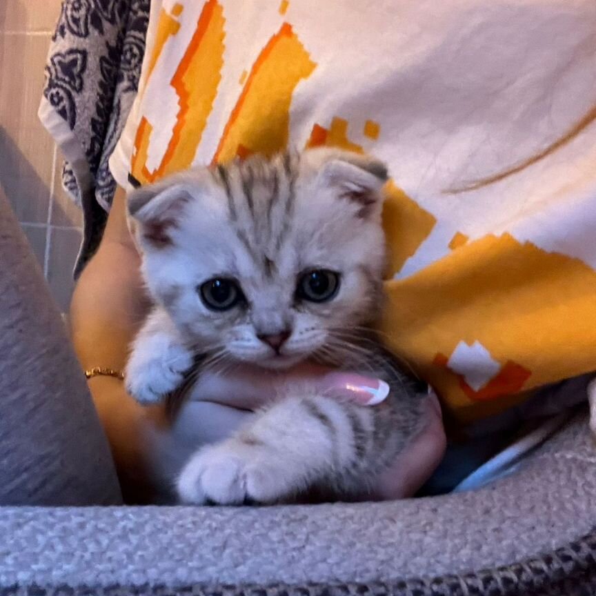 Шотландский вислоухий котик