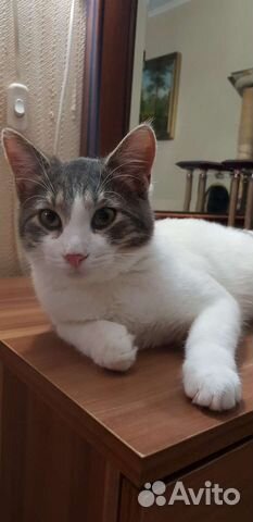 Котенок мальчик 5мес привит ласковый очень ручной