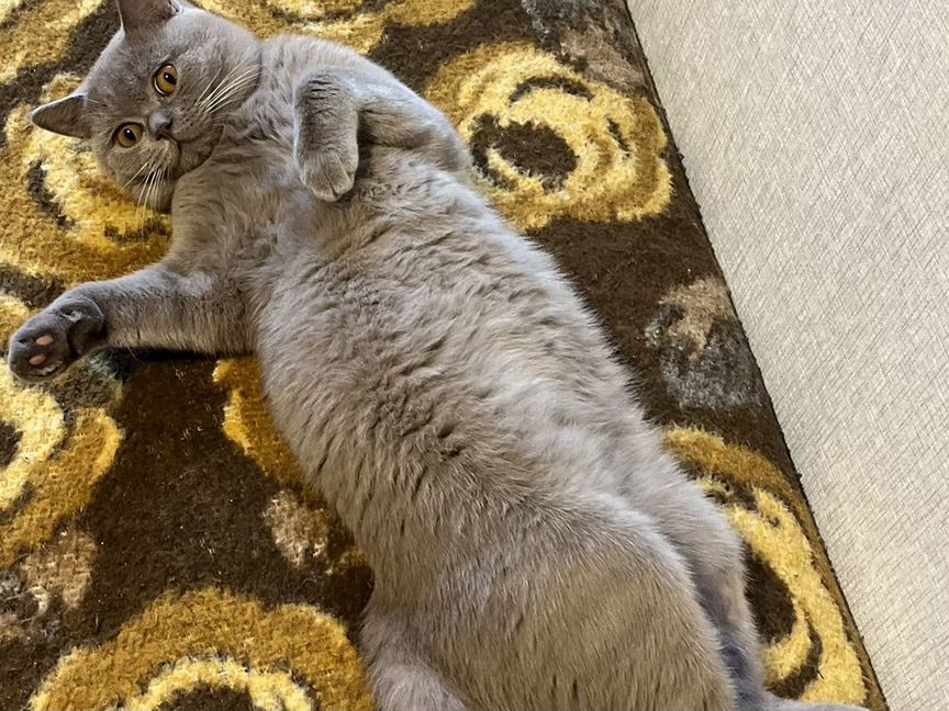 В добрые руки британец