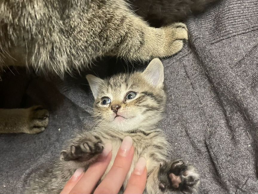 Шотландские котята