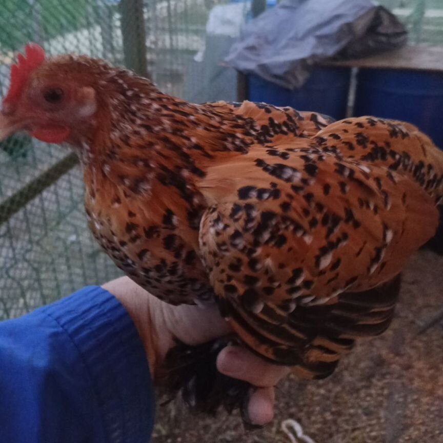 Декоративные куры мифлеры