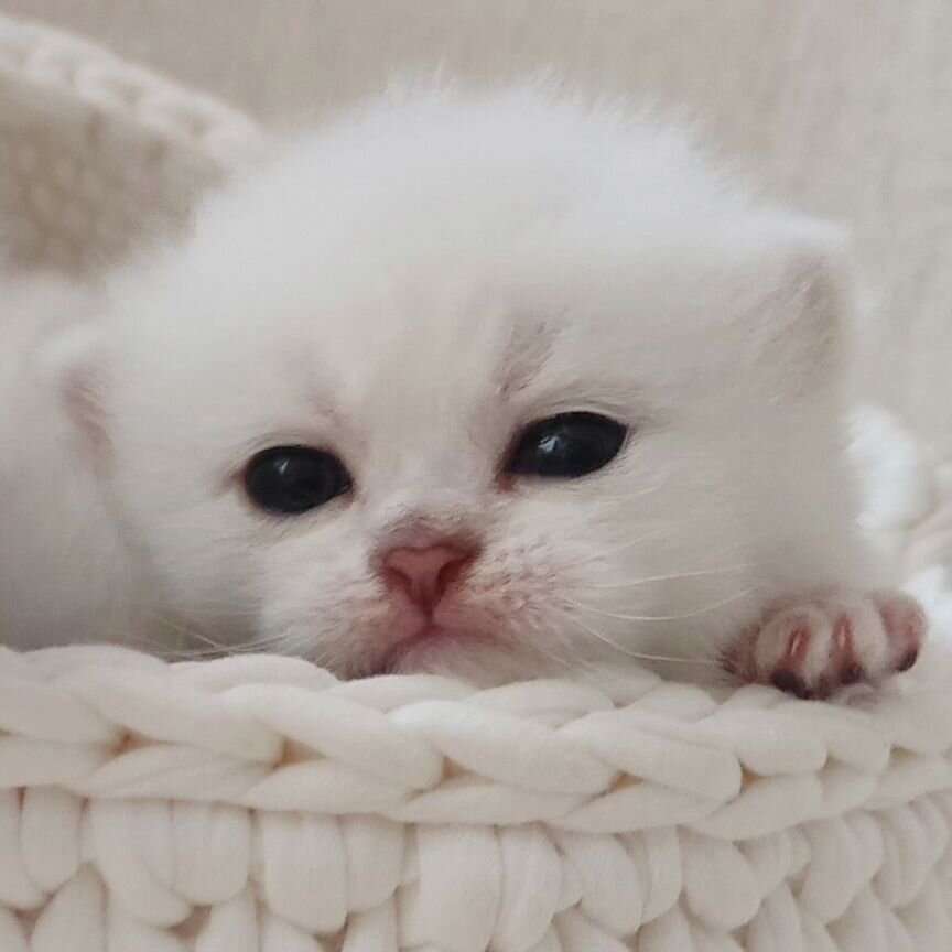 Британские котята