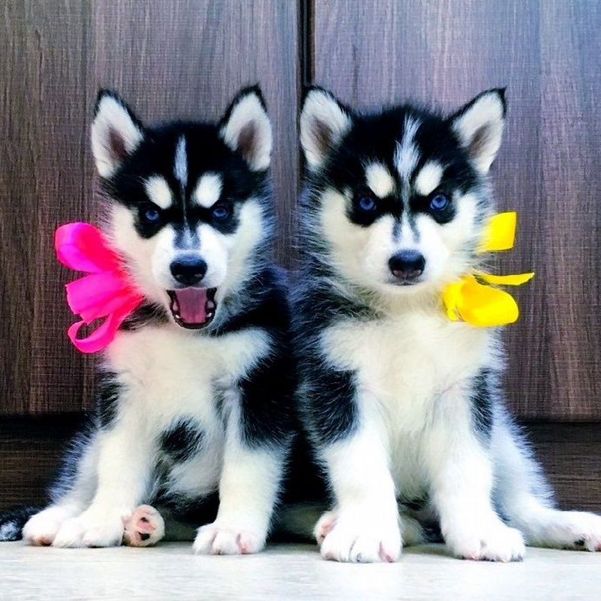 Хаски Суперские Малыши с Документами