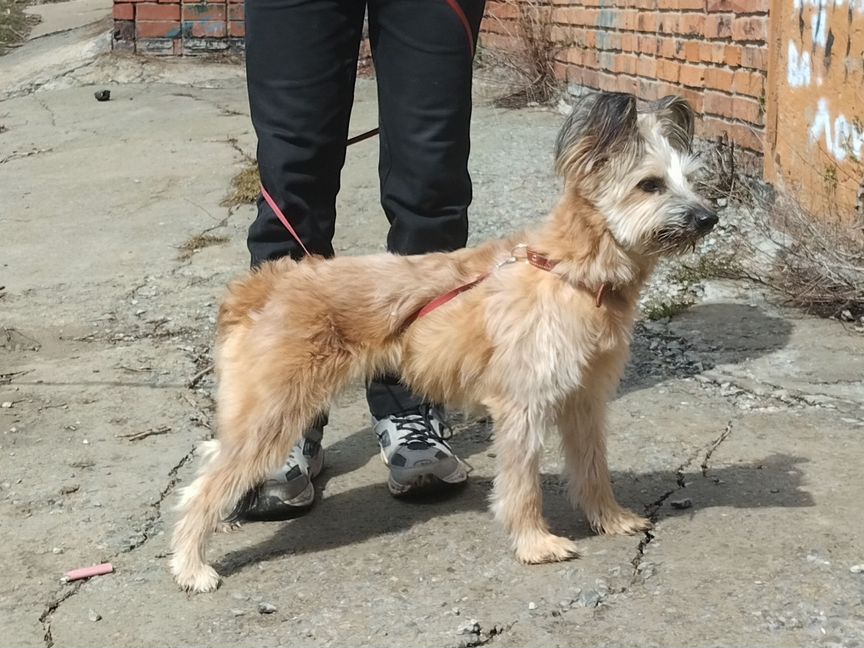 Собака в добрые руки. Луша