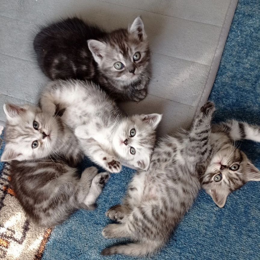 Шотландские котята