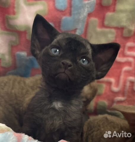 Девон-рекс символ года