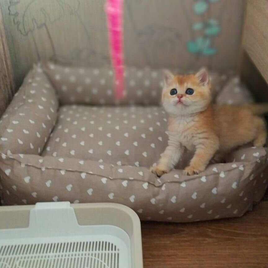 Котята золотая шиншилла