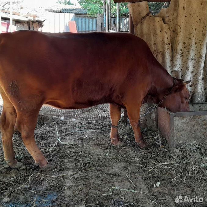 Телка 1.5 года