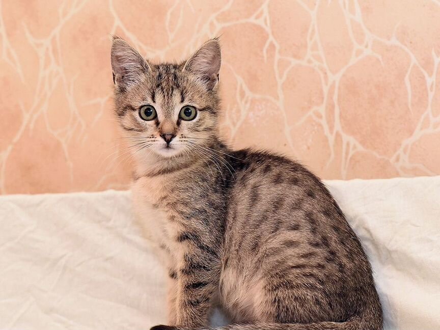 Серафима в добрые руки