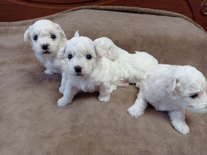 Щенки Бишончики мини