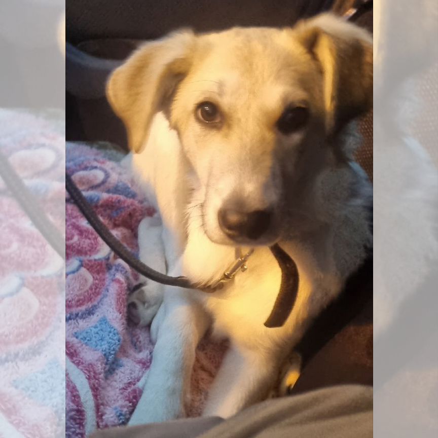 Щенок в добрые руки