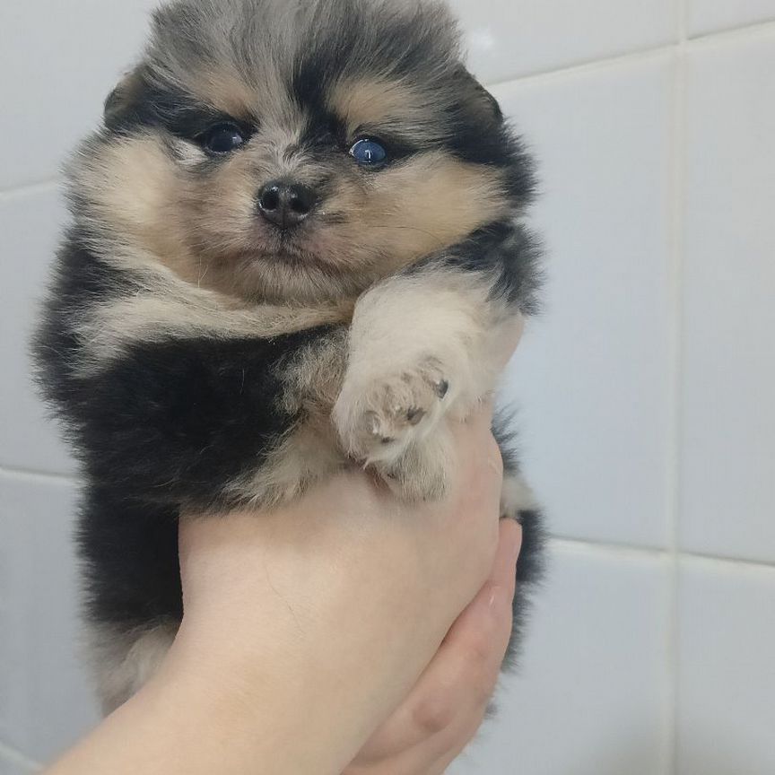 Щенок от частного владельца