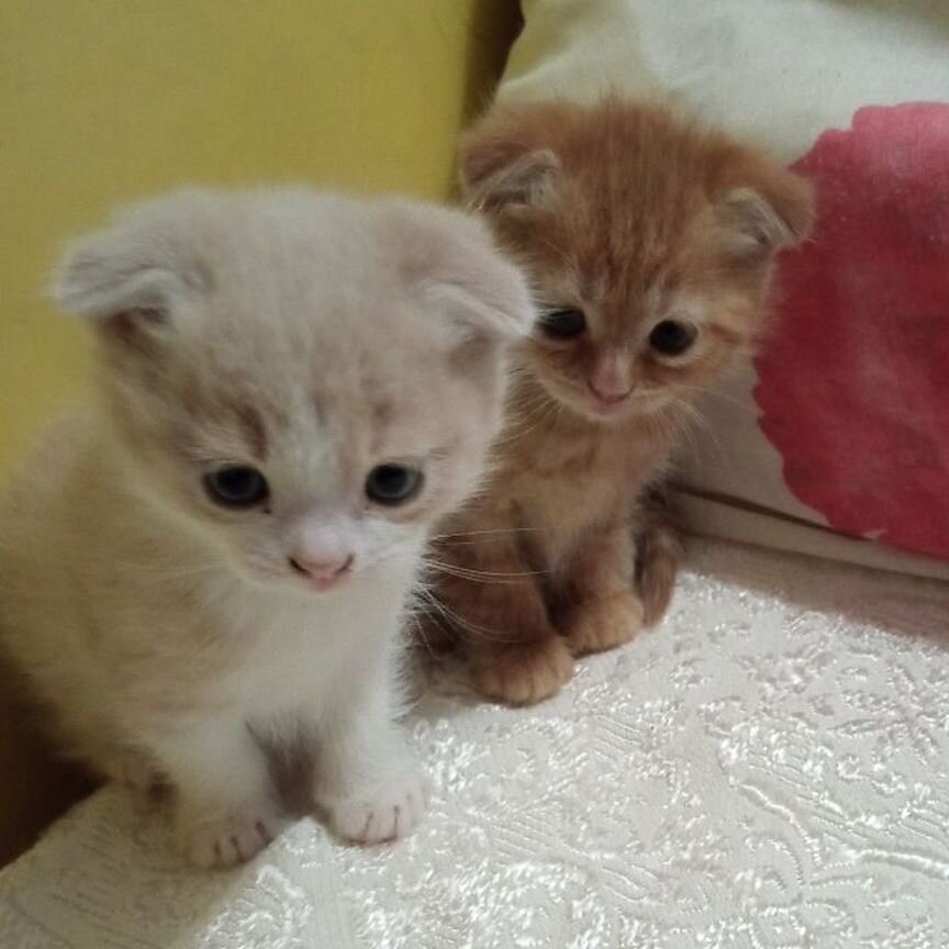 Шотландский котенок в добрые руки