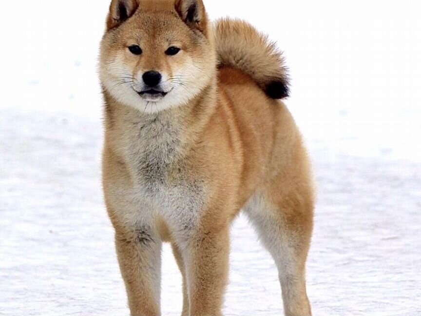 Яркая красавица сиба ину