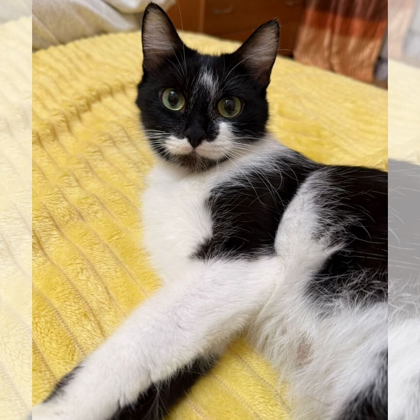 Сиамская, взрослая кошка