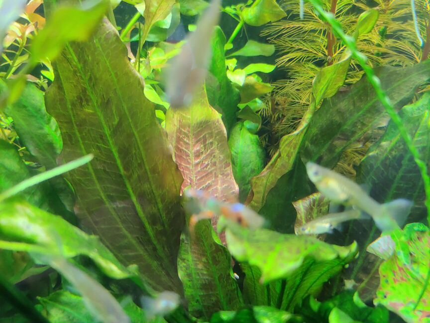 Растения для аквариума