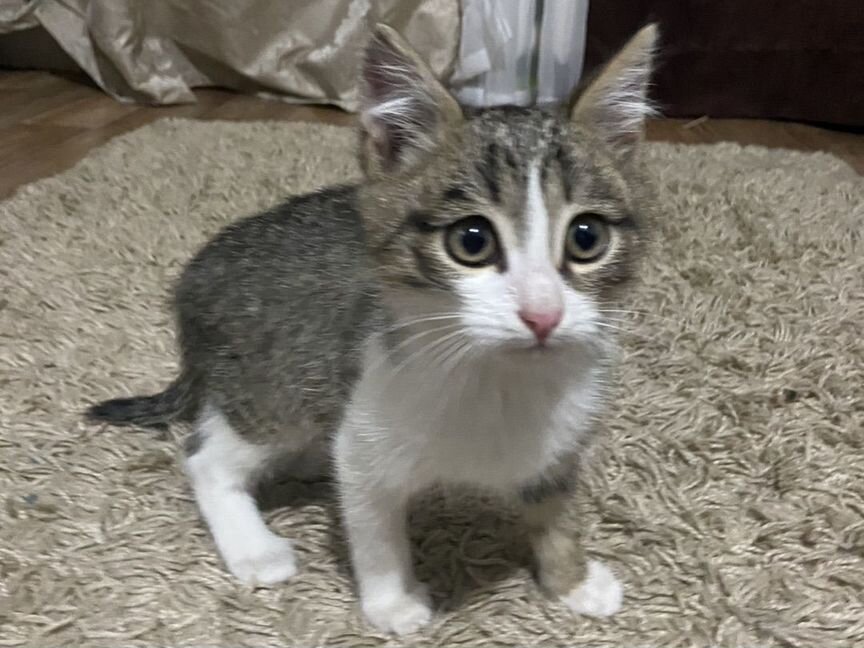 Кошка