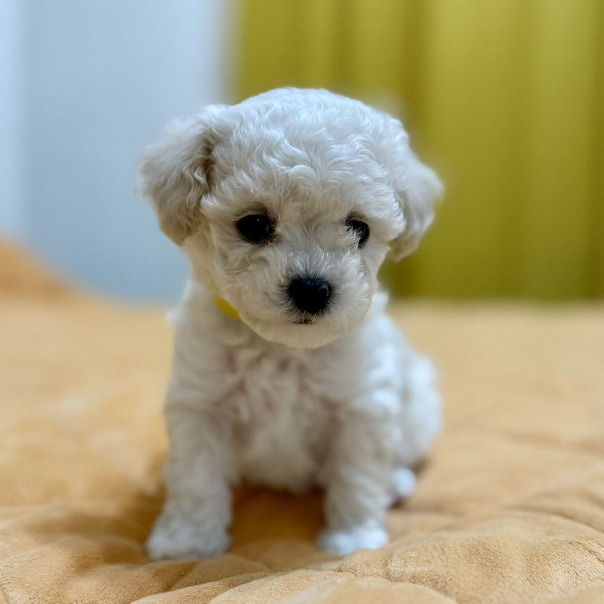 Мини девочка