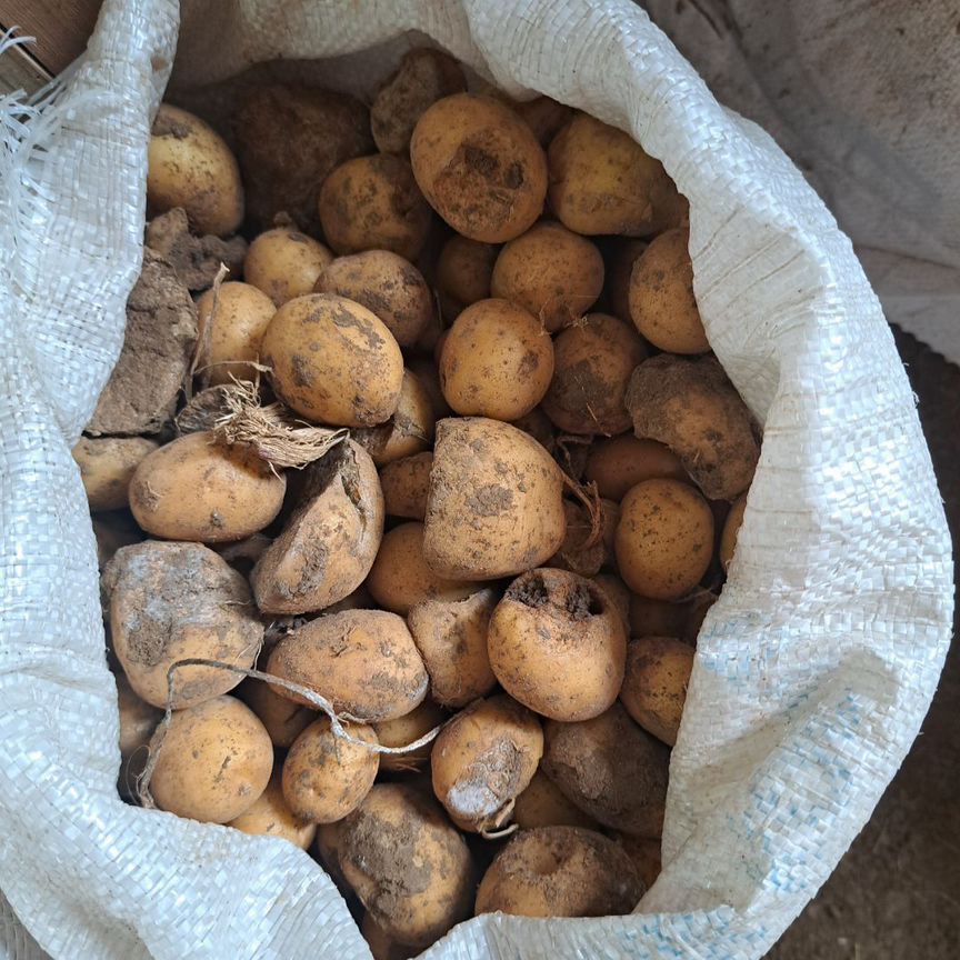 Картофель на корм скоту