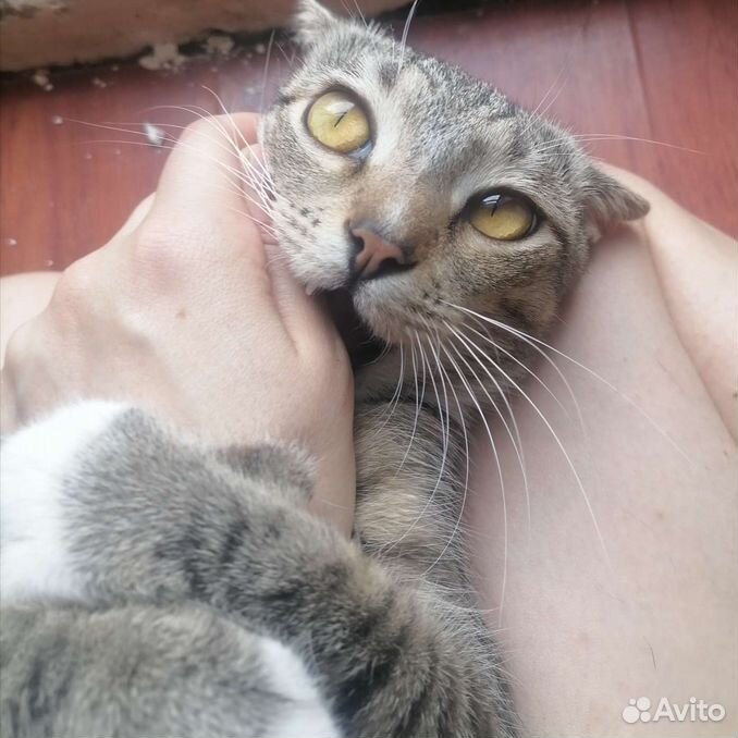 Нужен дом молодому котику
