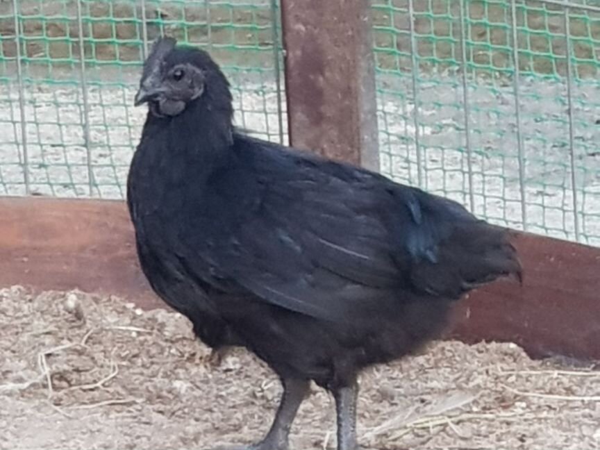 Молодые породистые петухи