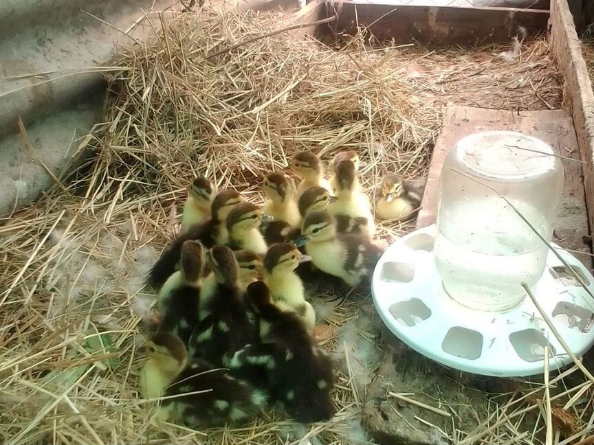 Утята индоутки