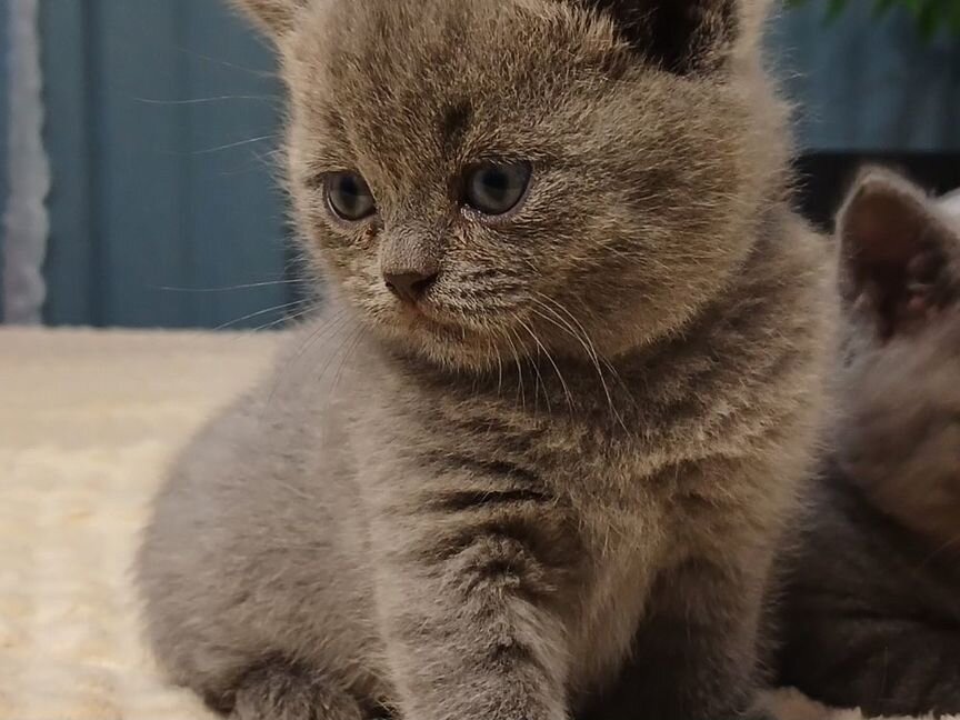 Британские котята