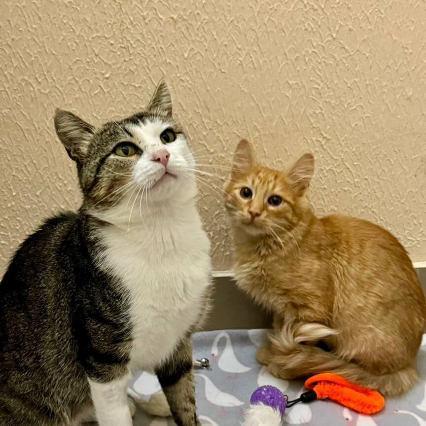 Котики неразлучники