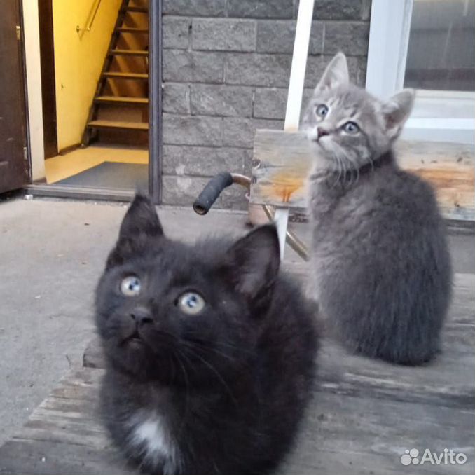 Котёнок черный. Отдам бесплатно