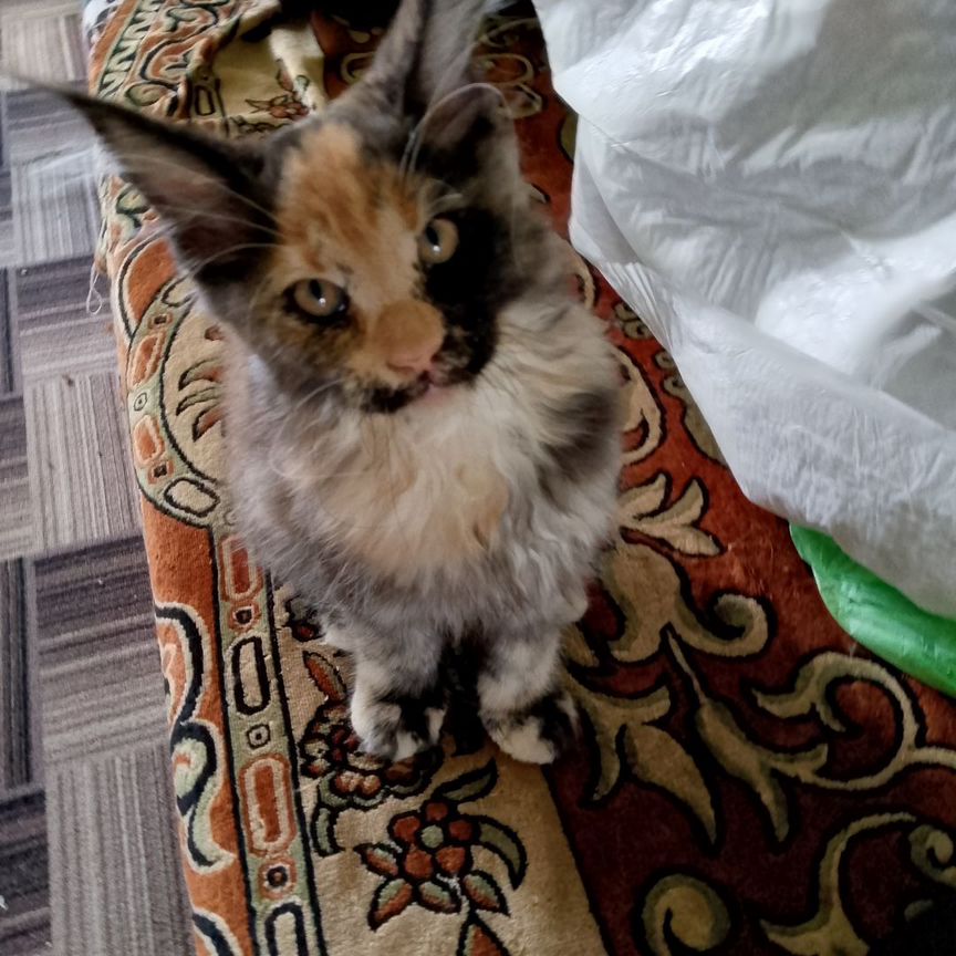 Котята майкун