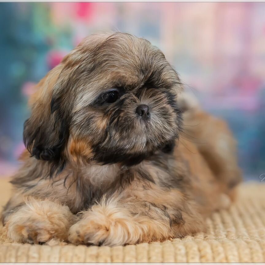 Ши-тцу, щенок