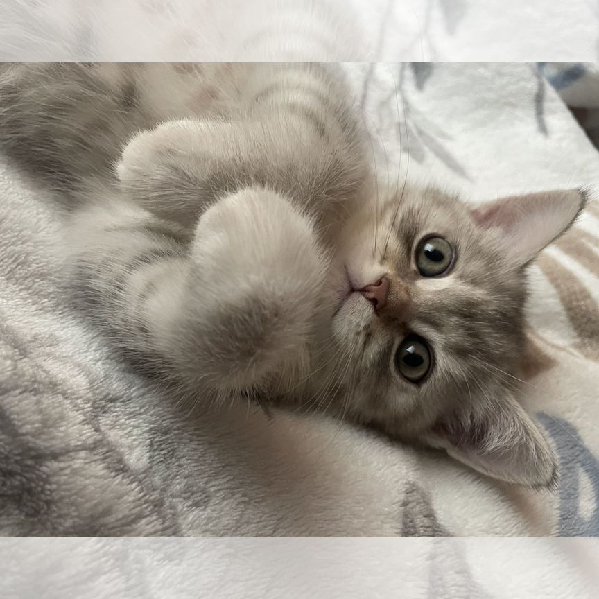Шотландские котята
