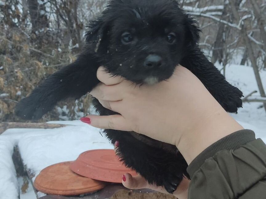 Некрупные щенята в хорошие руки