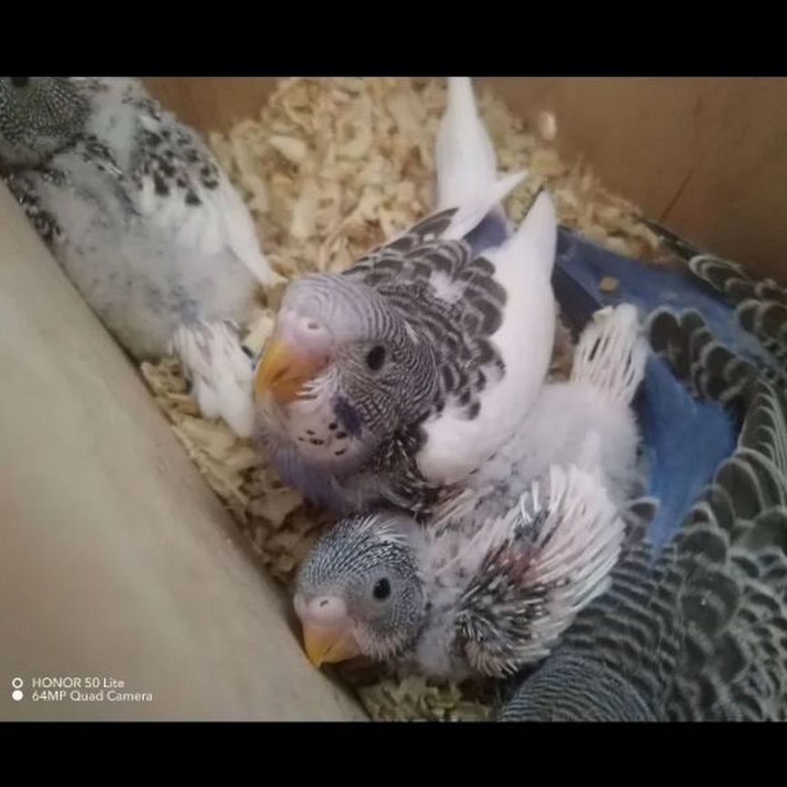 Птенцы волнистый попугай