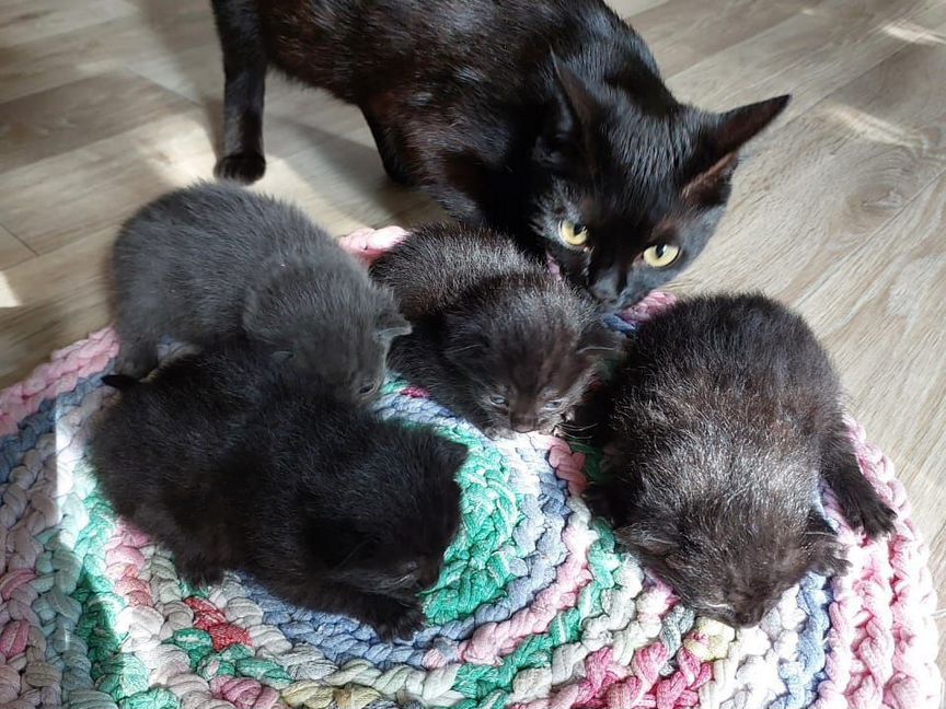 Котята