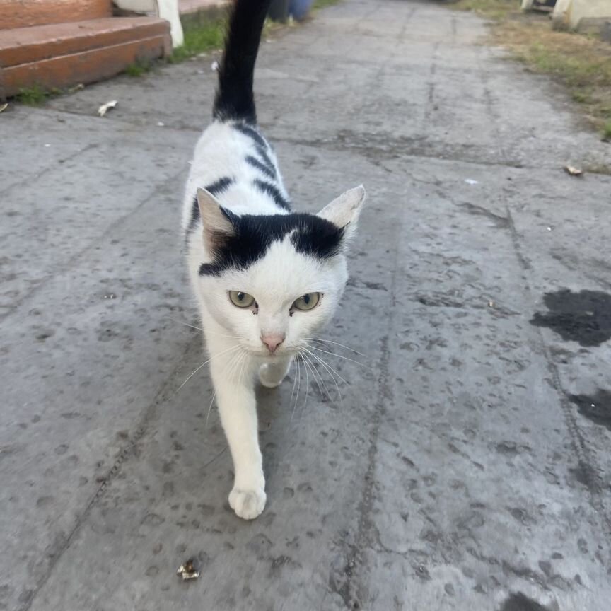 Котики бесплатно в добрые руки