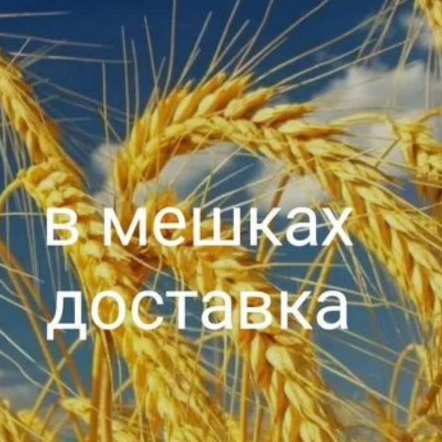 Пшеница