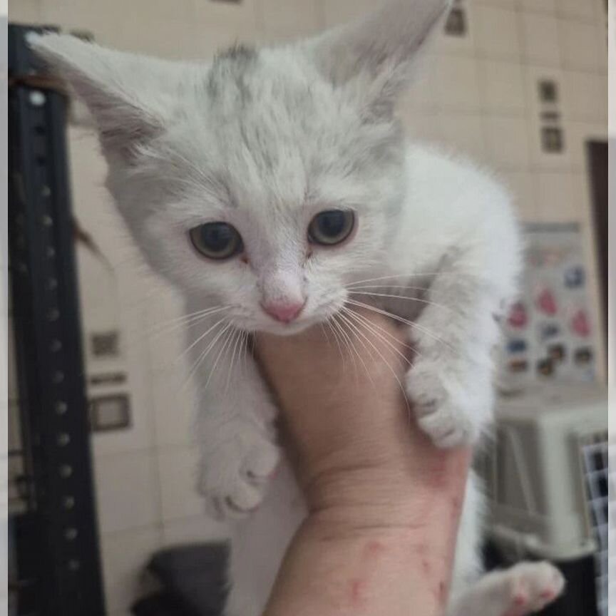 Котёнок в добрые руки