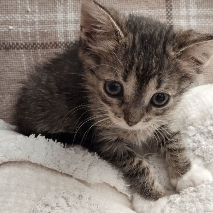 Котёнок в добрые руки