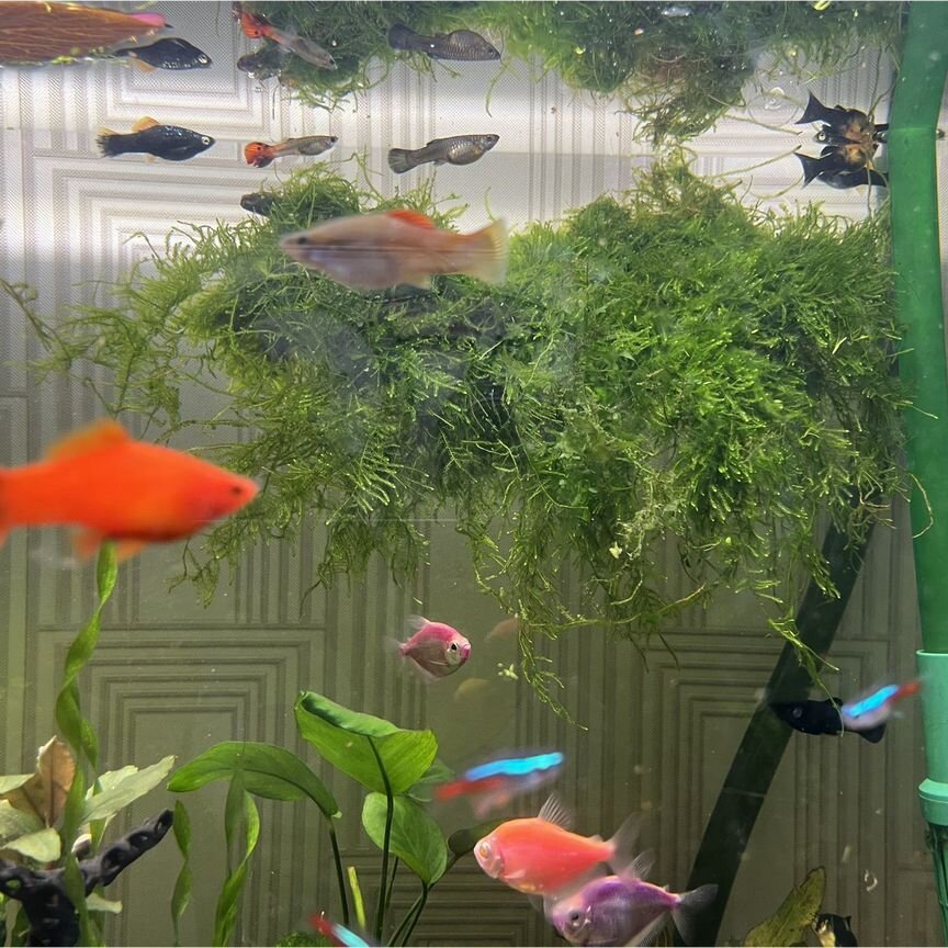 Мох для аквариума