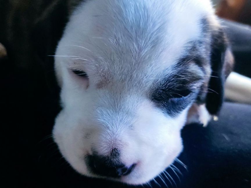 Стаффордширский терьер девочка