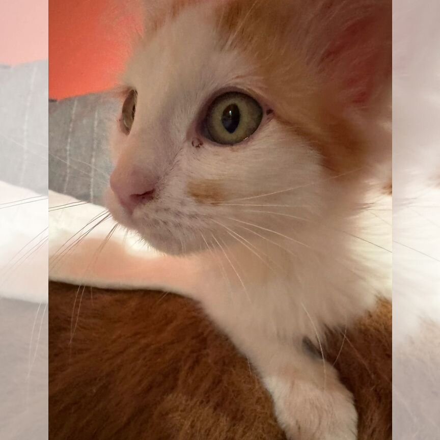 Маленькие котята 3,5 месяца обработаны