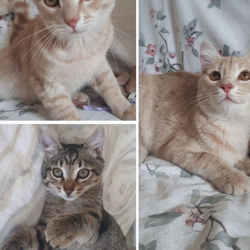 Котята в добрые руки
