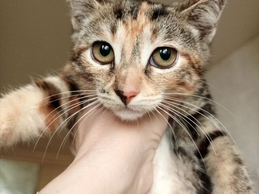 Котëнок в добрые руки
